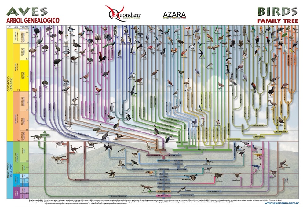 Lámina educativa: Arbol Genealógico de las Aves | Aves Argentinas